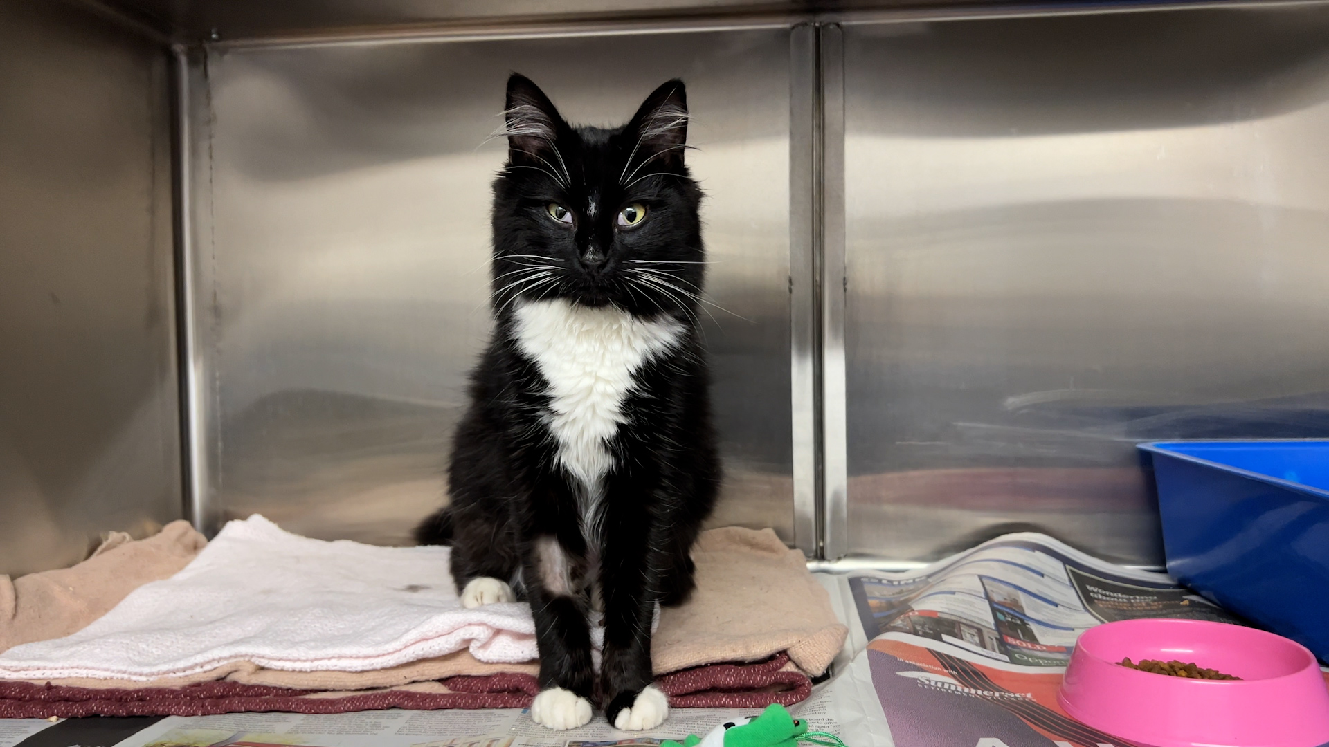 Affectionate kitten 'Wingdings' seeks forever home - Chris Lynch Media