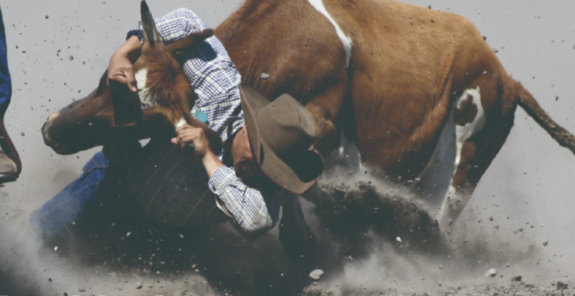 Calls for the Government to ban rodeo following deaths of four animals ...
