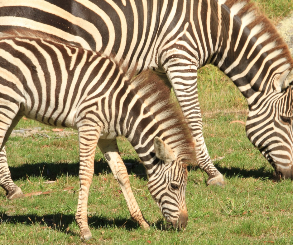 Two zebra foals born at Orana Wildlife Park for first time in over 30 ...