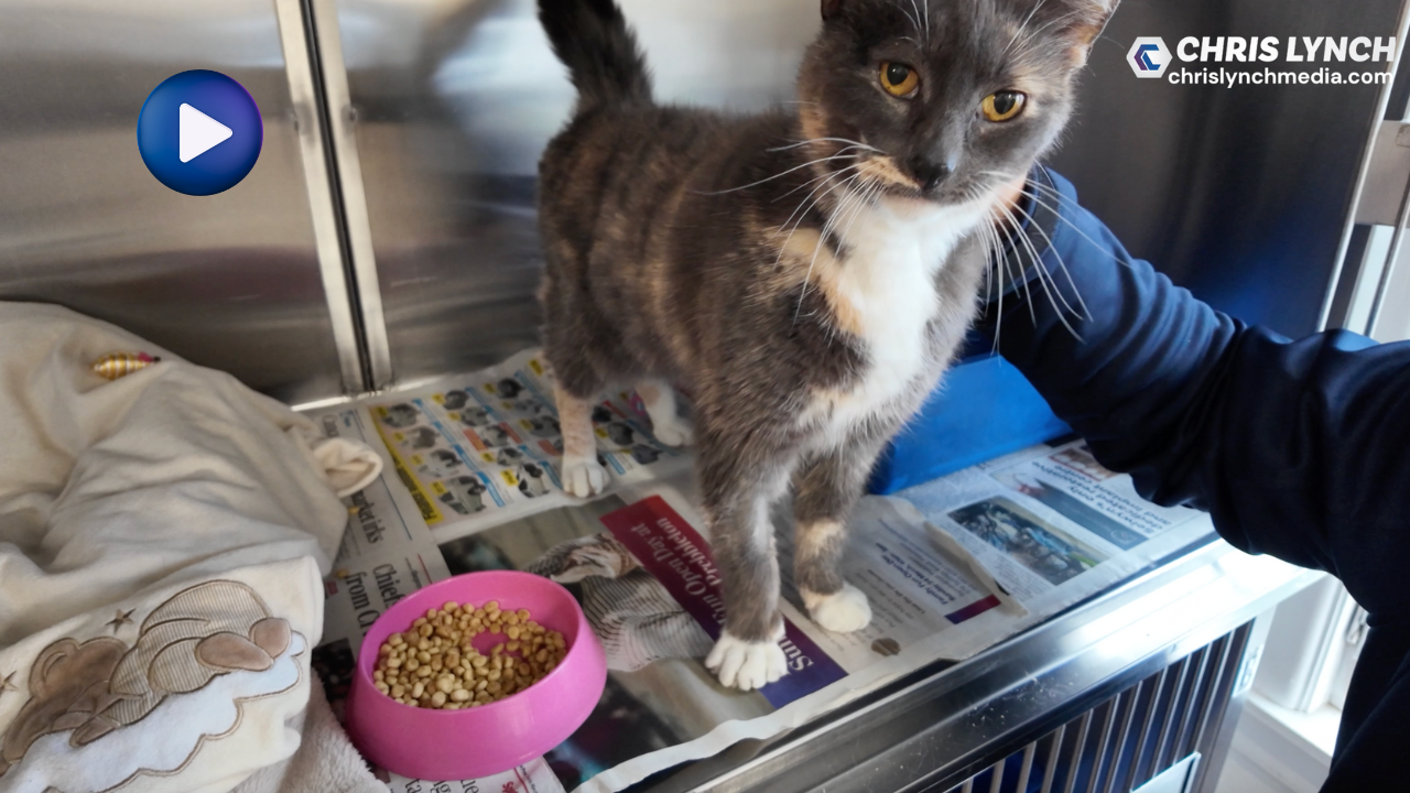 SPCA urges public to opening their hearts to adult cats - Chris Lynch Media