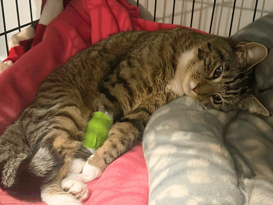 West Melton cat to undergo leg amputation after being shot, police ...