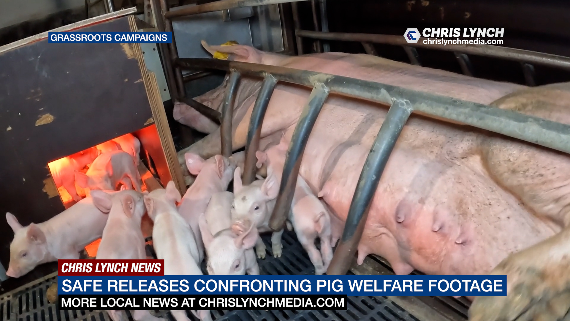 New footage reveals cruelty at piggery as MPs consider crate bill ...