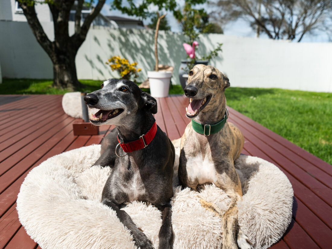 The fight is not over: Have Your Say to End Greyhound Racing in New ...